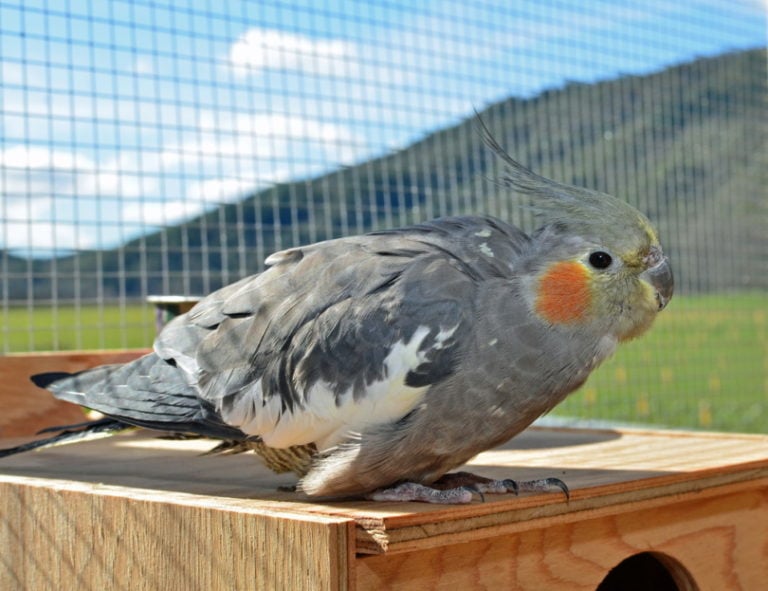 How to Train a Cockatiel: 13 Vet-Approved Tips | Hepper Pet Resources