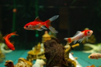 Keeping Feeder Goldfish as Pets: 5 Things to Know First | Hepper Pet ...