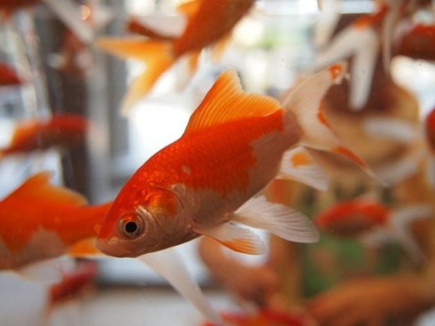 Keeping Feeder Goldfish as Pets: 5 Things to Know First | Hepper Pet ...