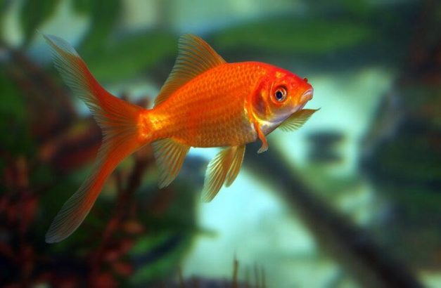Common Goldfish: Vet-Approved Breed Facts & Care Tips | Hepper Pet ...