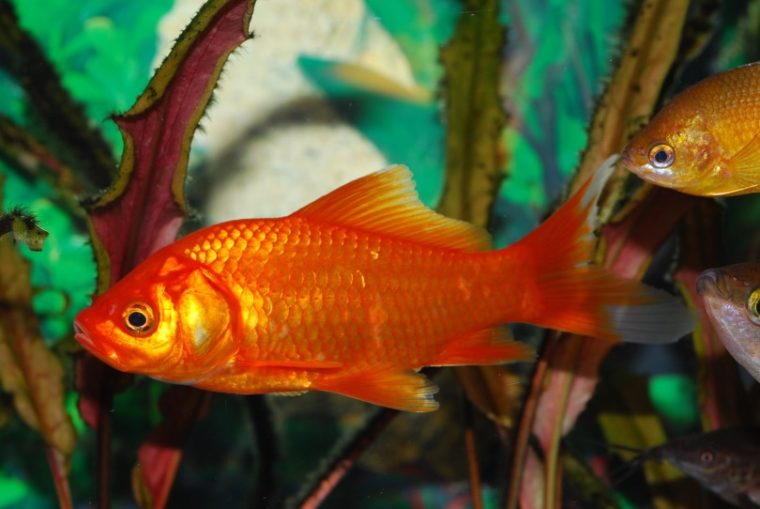 Common Goldfish: Vet-Approved Breed Facts & Care Tips | Hepper Pet ...