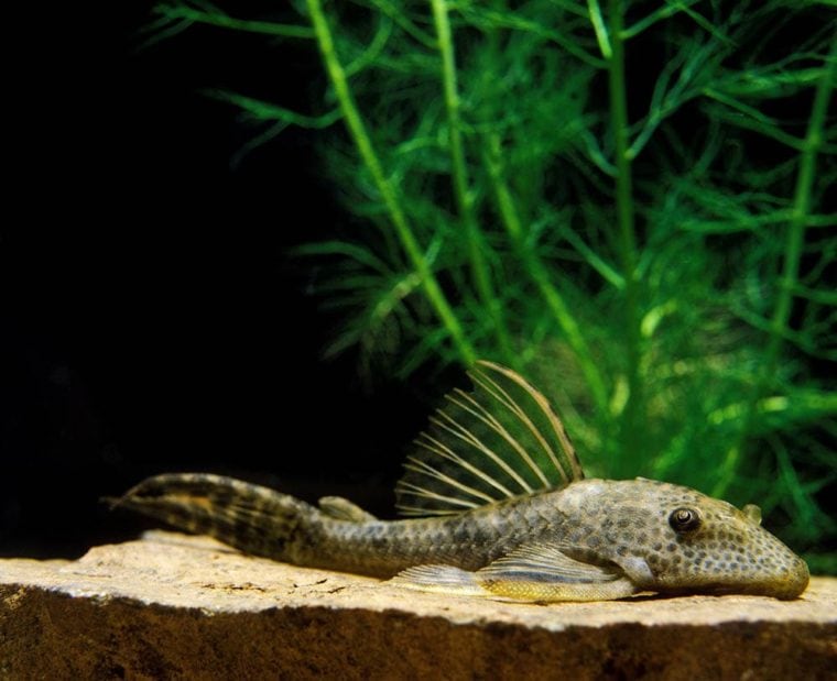 Common Pleco vs Sailfin Pleco: What are the Differences? | Hepper Pet ...