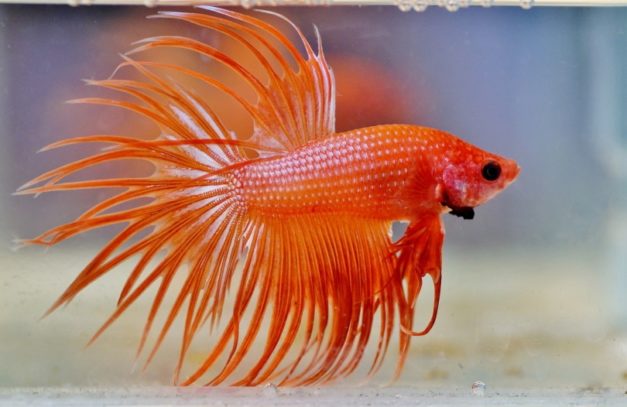 How to Breed Betta Fish: Vet-Approved A to Z Guide (with Pictures ...