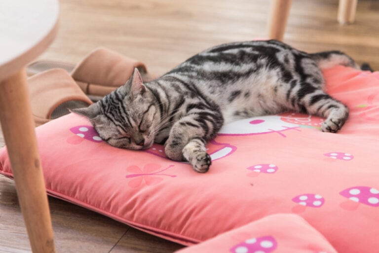 8 Types of Cat Beds: Which One To Choose (With Pictures) | Hepper Pet ...