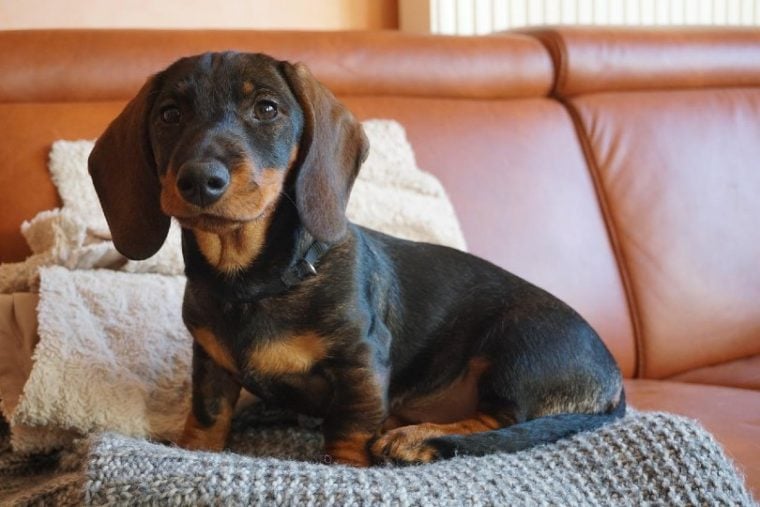 6 Types of Dachshunds: Wiener Dog Info, Pictures, Traits & More ...