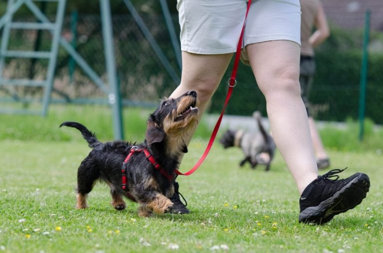 How To Train a Dachshund: 10 Vet Approved Tips | Hepper Pet Resources
