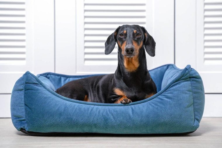Dachshund vs. Doxin Vs. Dotson: Key Differences & Facts | Hepper Pet ...