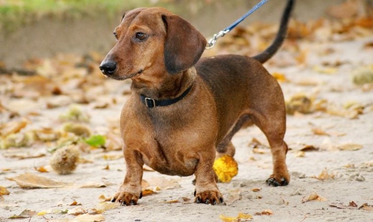 How Big Do Dachshunds Get? Dachshund Growth & Weight Chart | Hepper Pet ...
