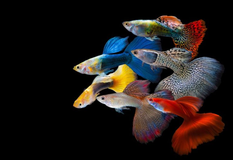 13 Different Types Of Guppies: Colors, Shapes & Patterns (With Info ...