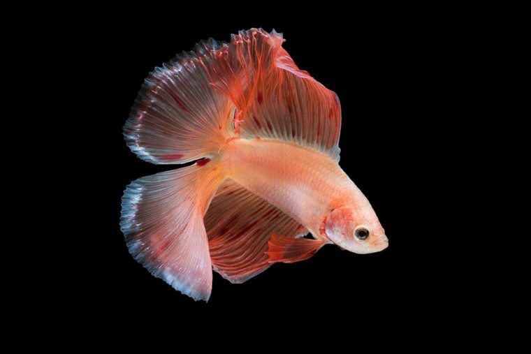 Double Tail Betta Fish: Care Guide, Varieties, & Lifespan (With ...