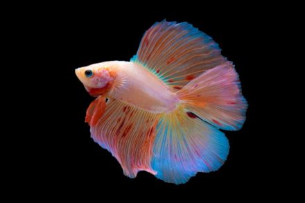 Double Tail Betta Fish: Care Guide, Varieties, & Lifespan (With ...