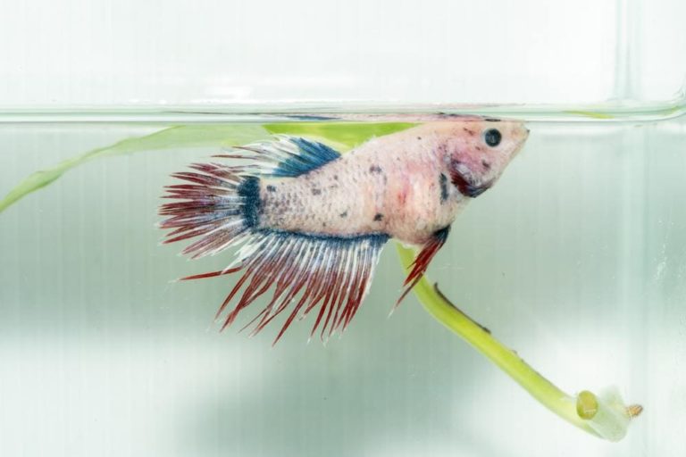 Why Does My Betta Fish Have A Big Belly? Causes & What to Do | Hepper ...