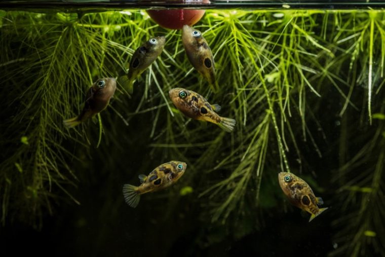 What Do Pufferfish Eat in the Wild and as Pets? Nutrition Facts & FAQ ...
