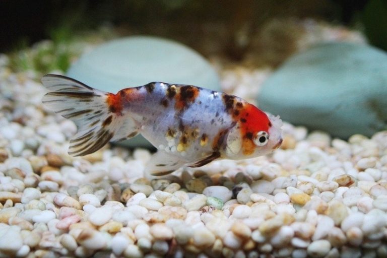 Eggfish Goldfish: Pictures, Size, Care, Tank Setup & More | Hepper Pet ...