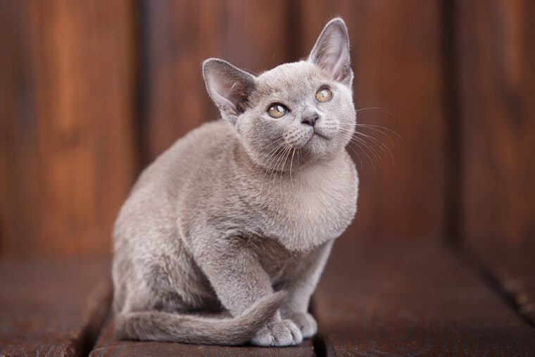 14 Most Talkative Cat Breeds: Vocal & Chatty (With Info & Pictures ...