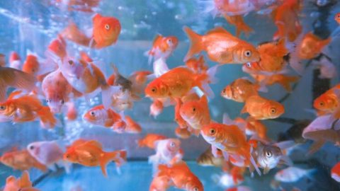 How Often to Feed Your Goldfish (& How Much): Feeding Guide | Hepper ...