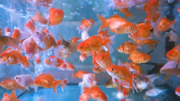 How Often to Feed Your Goldfish (& How Much): Feeding Guide | Hepper ...