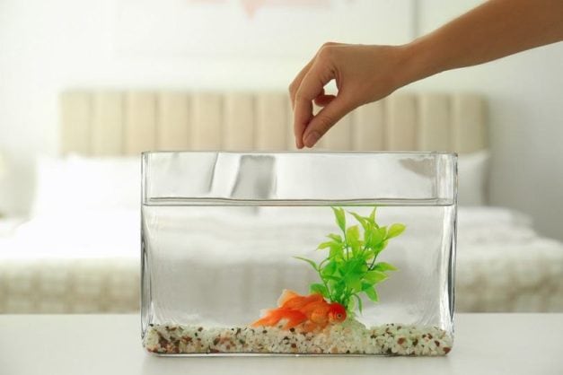 How Often to Feed Your Goldfish (& How Much): Feeding Guide | Hepper ...