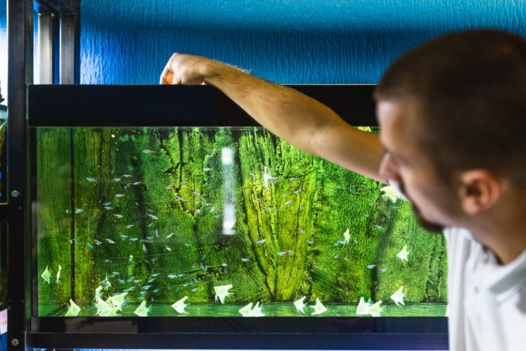 How to Calm Down Stressed Fish: 9 Helpful Tips & FAQs | Hepper Pet ...