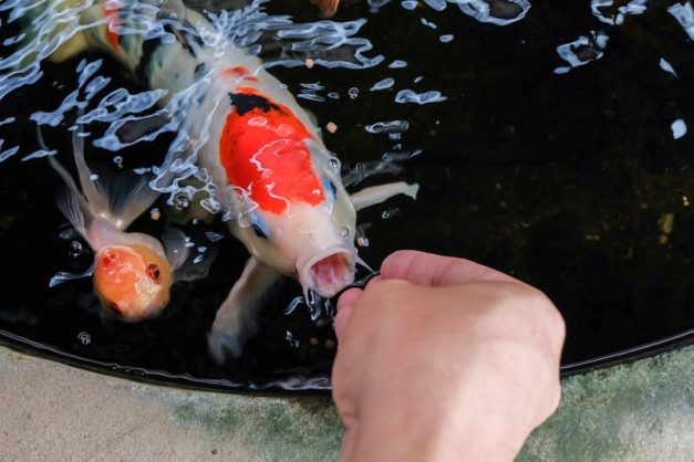 How Often to Feed Your Goldfish (& How Much): Feeding Guide | Hepper ...