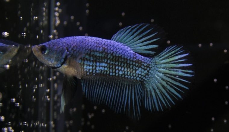 15 Best Fish for a 20-Gallon Tank: Type & Quantity Explained (Vet ...