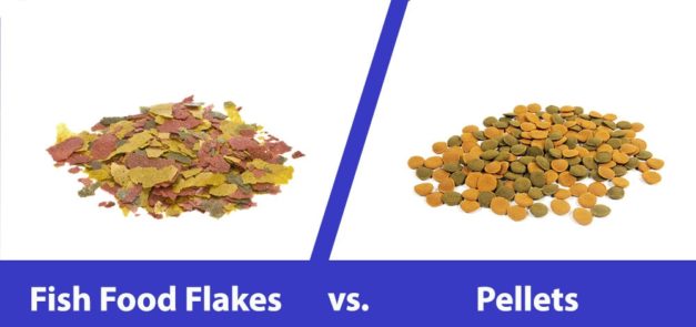 Fish Food Flakes vs Pellets: Key Differences, Pros & Cons | Hepper Pet ...