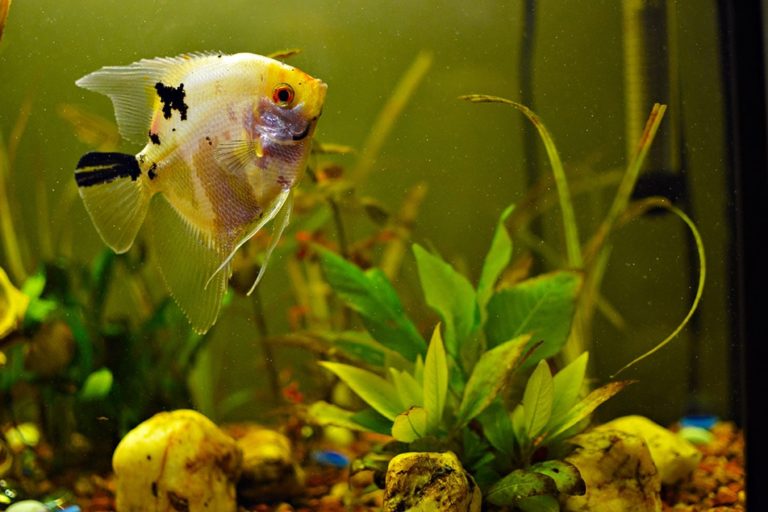 How to Calm Down Stressed Fish: 9 Helpful Tips & FAQs | Hepper Pet ...