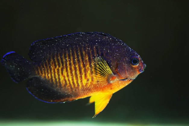 Velvet Fish Disease: Vet-Reviewed Causes, Signs & Treatment | Hepper ...