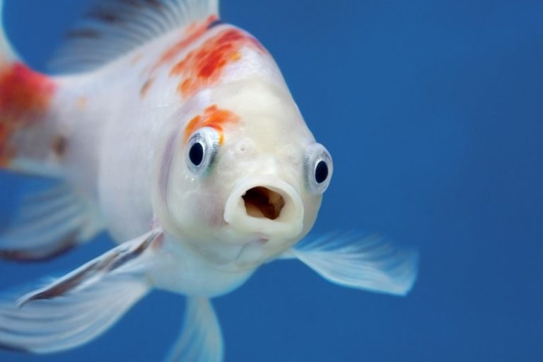 Why Your Fish is Gasping for Air? 7 Reasons & What to Do | Hepper Pet ...