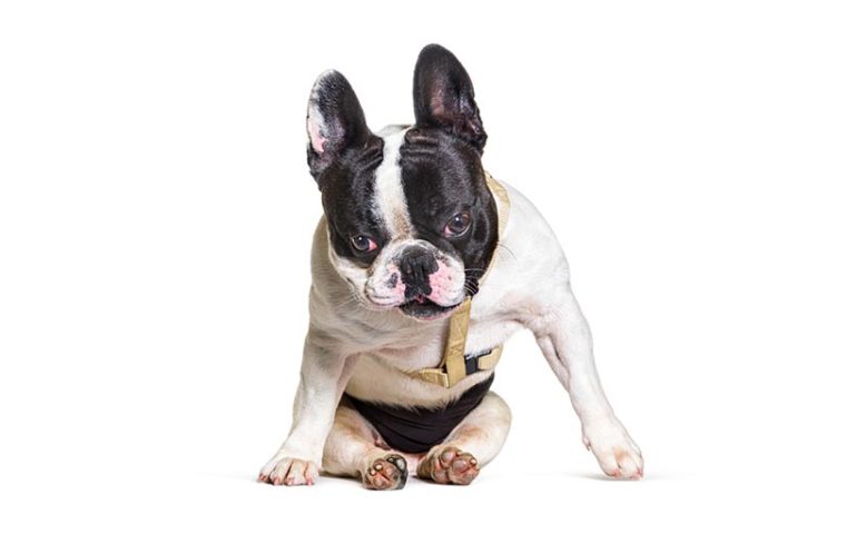 Intervertebral Disc Back Disease (IVDD) in a French Bulldog - Signs and ...