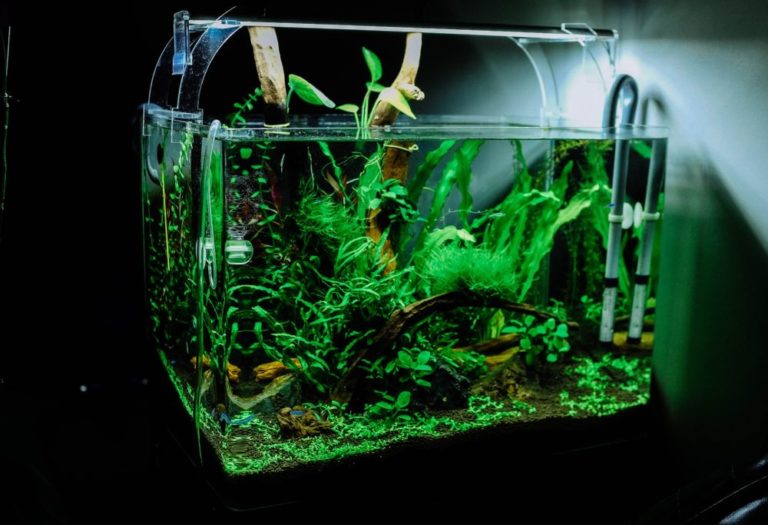 How to Build a Fish Tank: Easy 12-Step Guide That You Can Follow ...