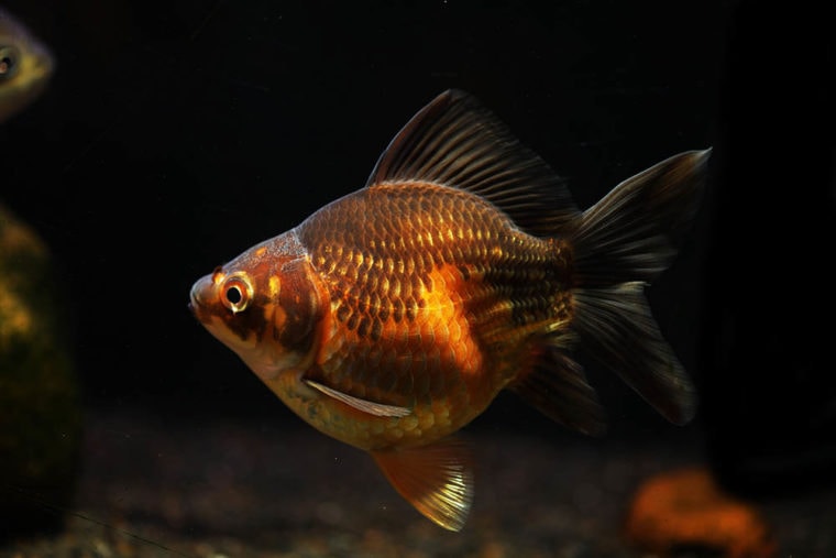 29 Types of Goldfish Breeds: Identification Guide (With Info & Pictures ...