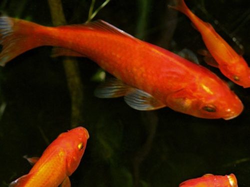 Why Is My Goldfish Turning Red? Reasons & FAQs | Hepper Pet Resources