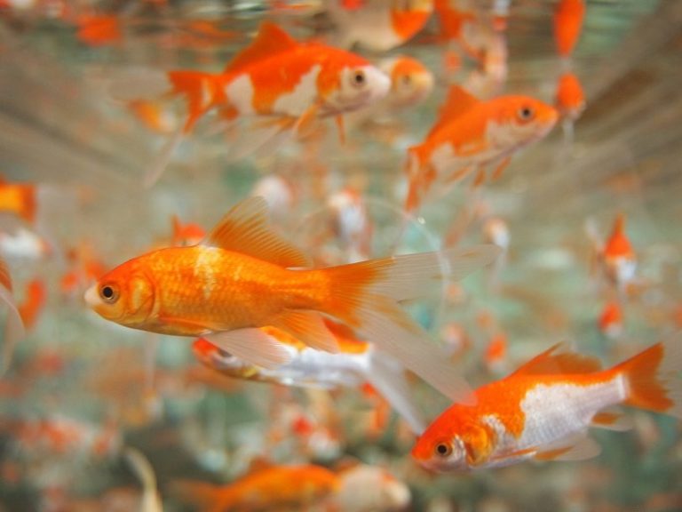 Keeping Feeder Goldfish as Pets: 5 Things to Know First | Hepper Pet ...