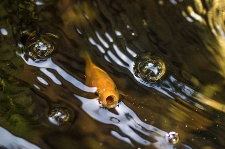 Do Goldfish Have Teeth? Vet-Reviewed Anatomy & Info | Hepper Pet Resources