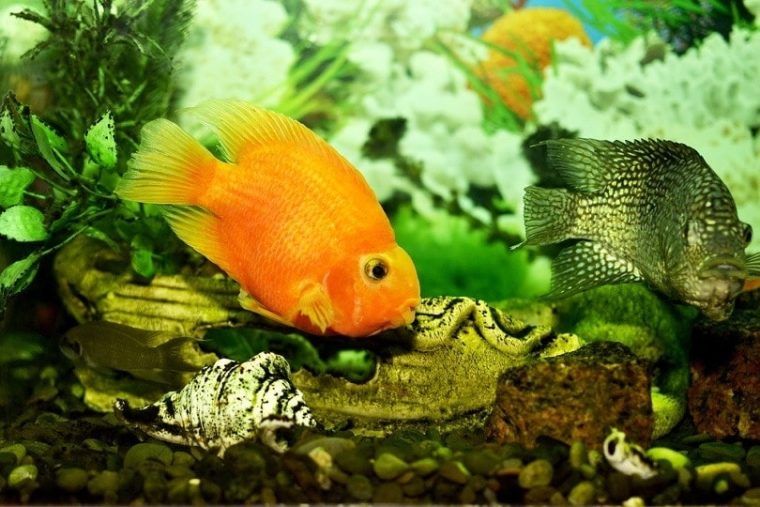 Do Goldfish Eat Algae? Vet Approved Facts & FAQ | Hepper Pet Resources