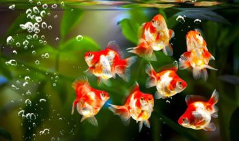 How Much Do Fish Cost At PetSmart? (2026 Update) | Hepper Pet Resources
