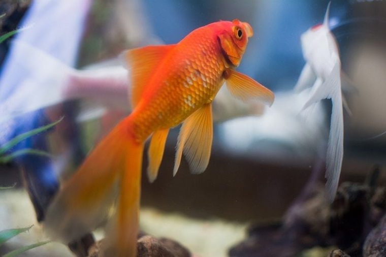 How Often to Feed Your Goldfish (& How Much): Feeding Guide | Hepper ...