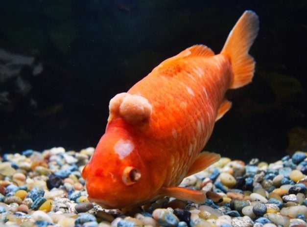 Goldfish Tumors: Causes, Signs & Care (Vet Answer) | Hepper Pet Resources