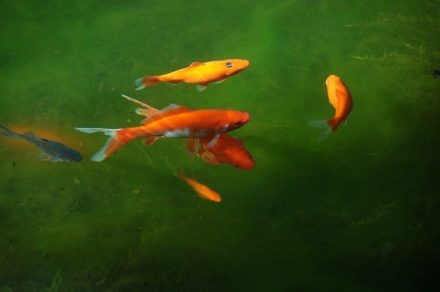 How to Tell the Gender of a Goldfish: Top 5 Methods to Sex Your Fish ...