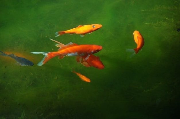 How to Tell the Gender of a Goldfish: Top 5 Methods to Sex Your Fish ...