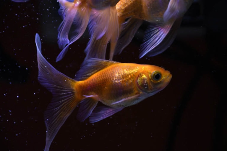 Do Goldfish Have Teeth? Vet-Reviewed Anatomy & Info | Hepper Pet Resources