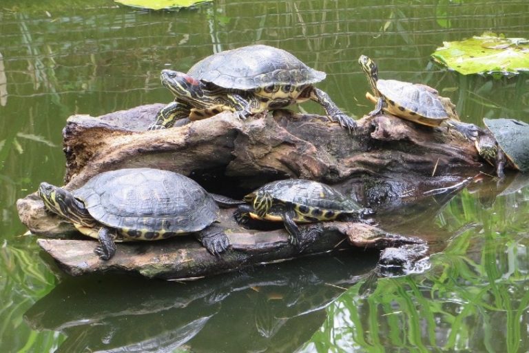 Are Turtles Smart? 4 Interesting Displays of Intelligence (Vet Answer ...
