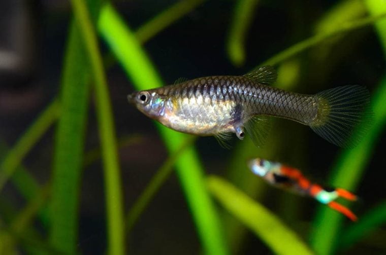8 Aquarium Fish That Give Live Birth (Livebearers) | Hepper Pet Resources