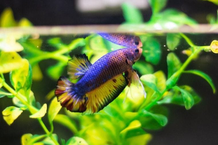 Why Does My Betta Fish Have A Big Belly? Causes & What to Do | Hepper ...