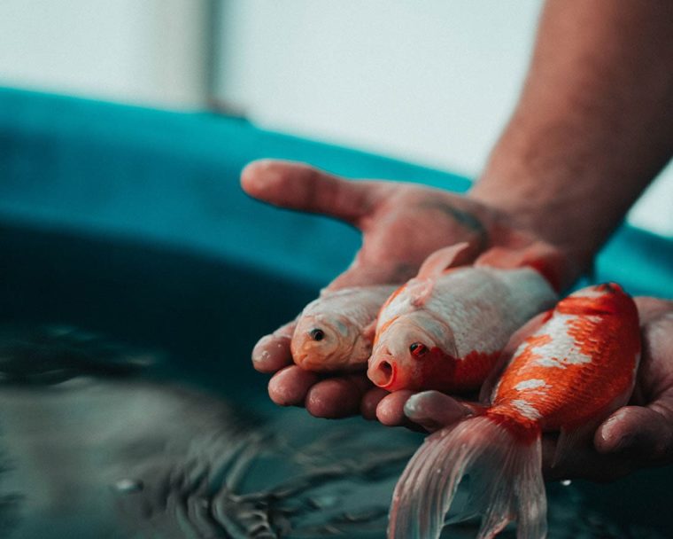 How to Give a Fish CPR: Our Vet Explains (With Pictures) | Hepper Pet ...