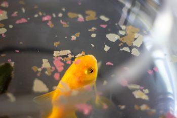 How Often to Feed Your Goldfish (& How Much): Feeding Guide | Hepper ...