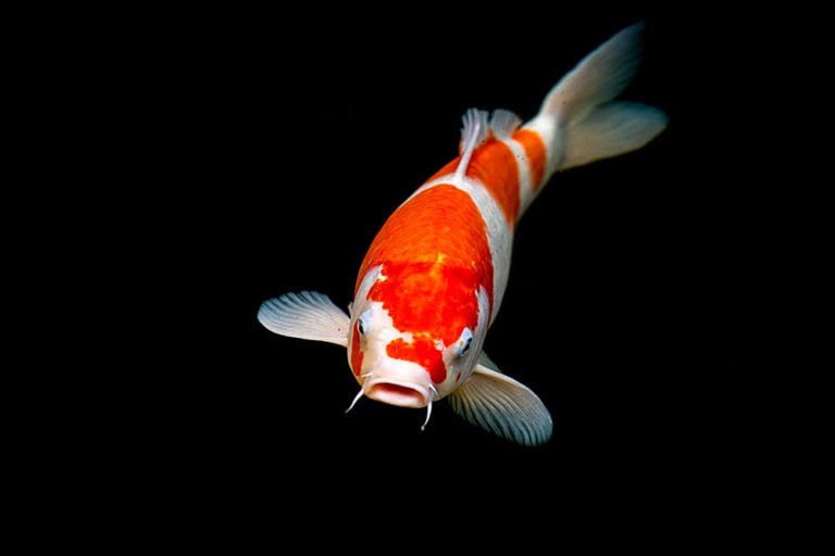 5 Rarest Koi Fish (With Pictures) | Hepper Pet Resources