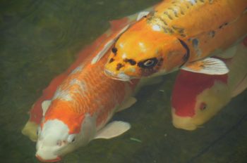 Koi vs Goldfish: Differences, Identification, & Photos | Hepper Pet ...