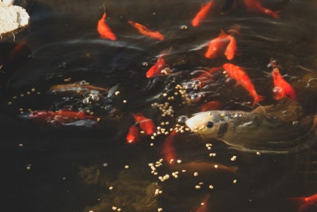 Why Your Fish is Gasping for Air? 7 Reasons & What to Do | Hepper Pet ...